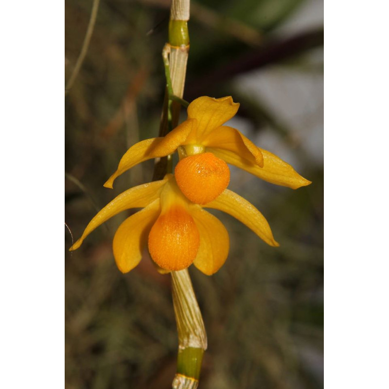 Орхидея Den. Chrysocrepis - купить, доставка Украина